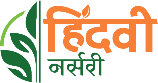Hindavi Nursery